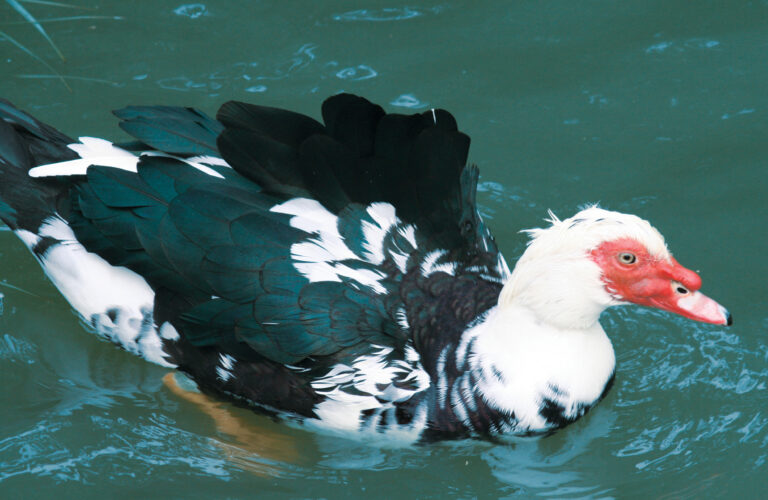 The Benefits of Raising Ducks - Grit